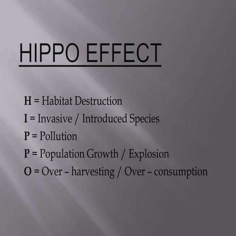 Hippo Effect | PPTX