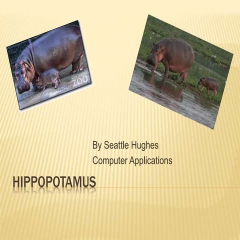 Hippopotamus | PPTX