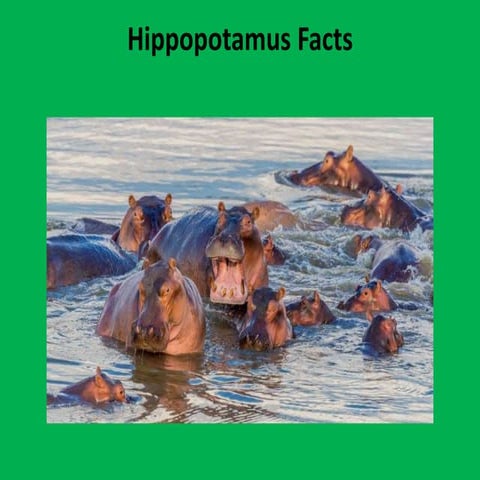 Hippopotamus Facts.pptx