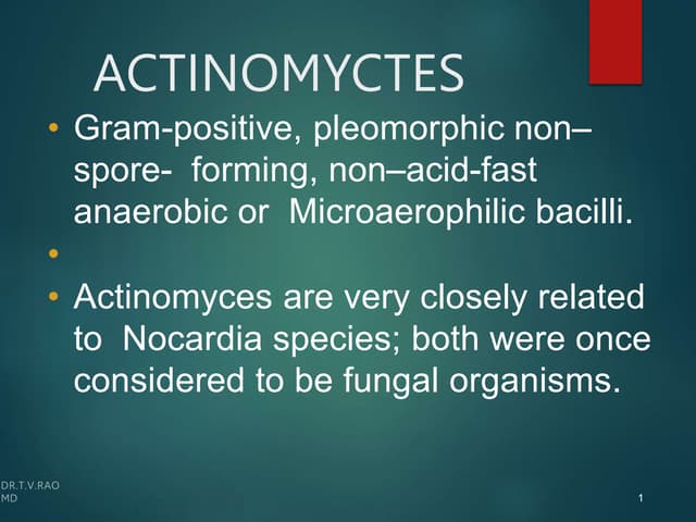 Actinomycetes and Nocardia | PPTX