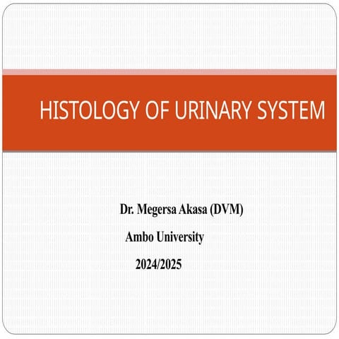 Histology-of-urinary-system.powerpoint notes | PPTX