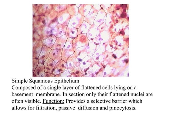 Connective tissue slides | PPTX
