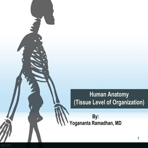 Tissue Level of Organization (Anatomy) | PPT