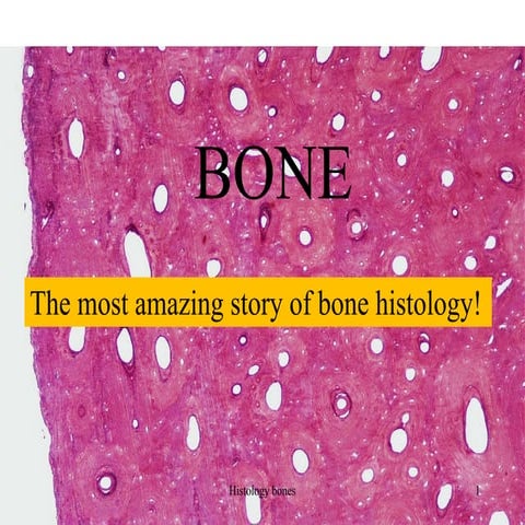 histology bones.pdf
