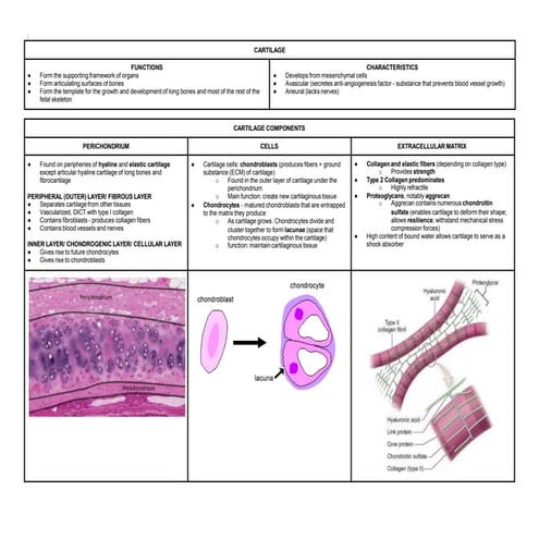 HISTOLOGY CARTILAGE | PPTX