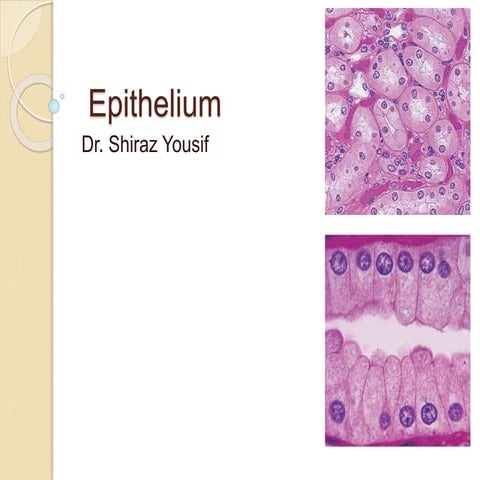 Basic Histology no.2 epithelium tissue.pptx