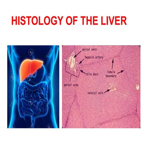 Histology & Function of The Pancreas | PPT