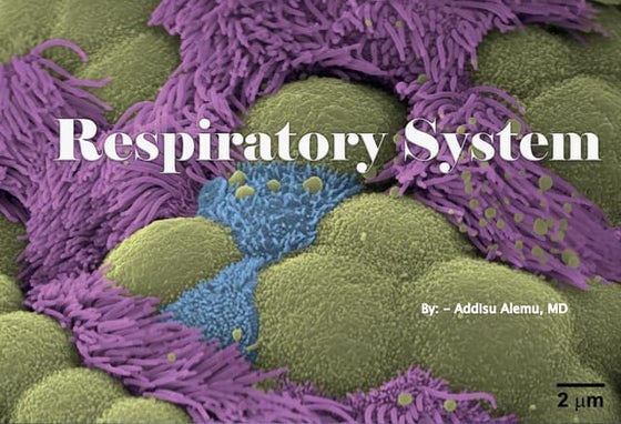 Histology & Function of The Pancreas | PPT