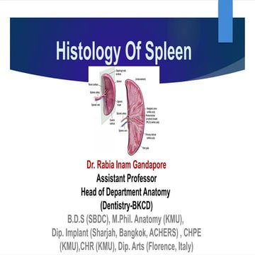 Histology of Spleen by Dr. Rabia I. Gandapore.pptx