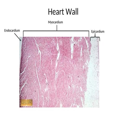Histology of the heart of the humanp.ppt