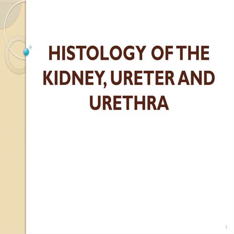 HISTOLOGY OF URINARY SYSTEM.pptx Histology Anatomy | PPTX