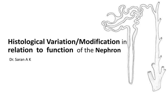 Structure of nephron and functions of its parts | PPTX | Endocrine and ...