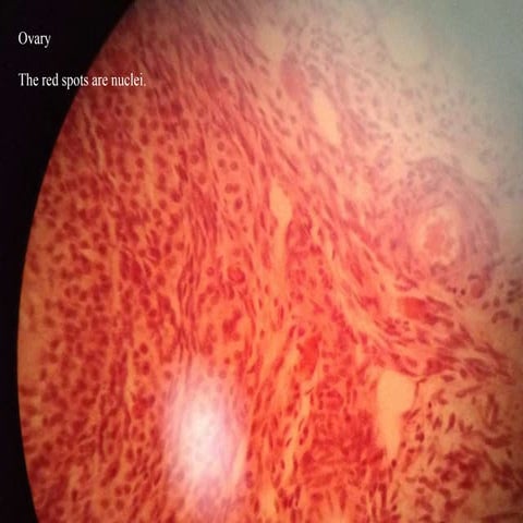 Histology slides | PPTX