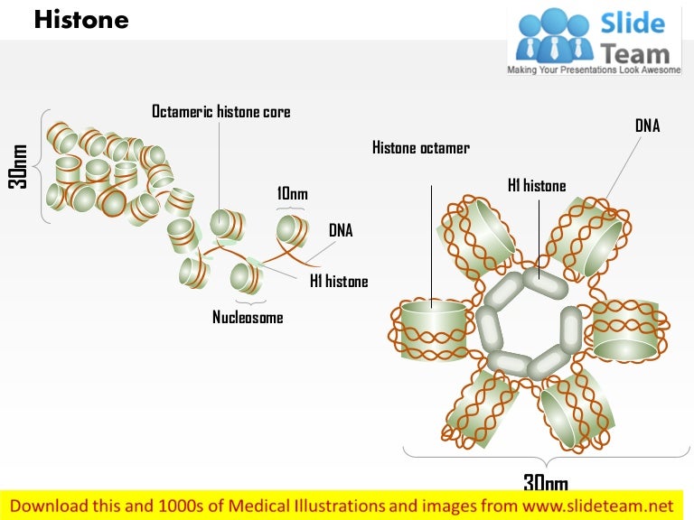 Histone medical images for power point