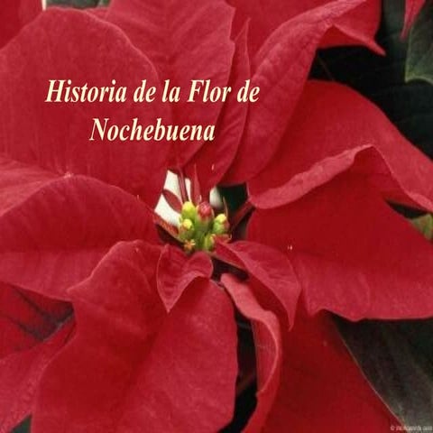 Historia de la flor de noche buena | PPS