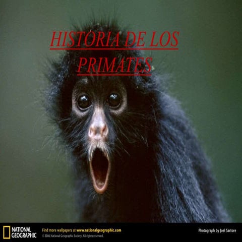 Historia y evolución de los primates | PPTX