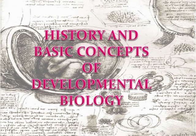 Developmental Specification & Differentiation | PDF