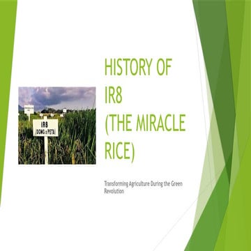 HISTORY OF IR8 ("THE MIRACLE RICE").pptx