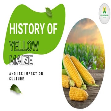 History of Yellow Maize and Its Impact on Culture | PDF