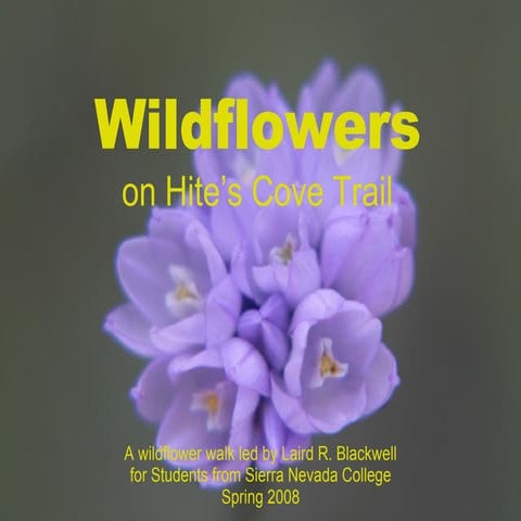 Wildflower Class - April, 2008 | PPT
