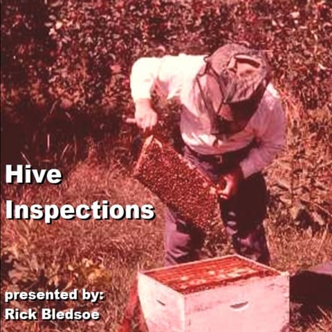 Hive Inspections | PDF