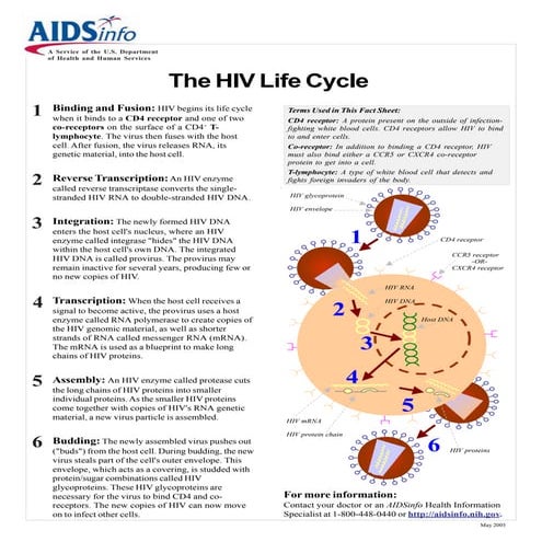 Hiv life cycle_fs_en | PDF | Genetics | Science