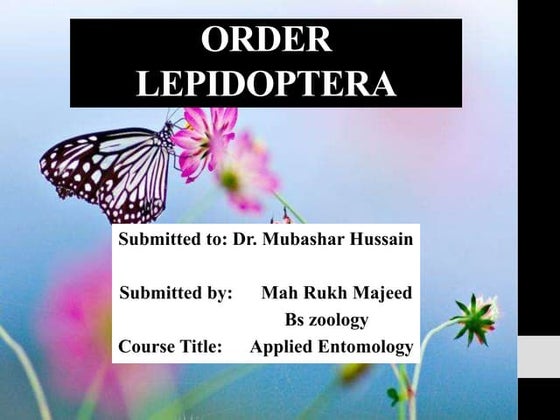 Insect Order : apterygota | PPT