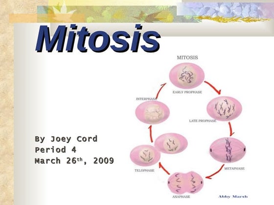 Mitosis | PPT | Biological Sciences | Science