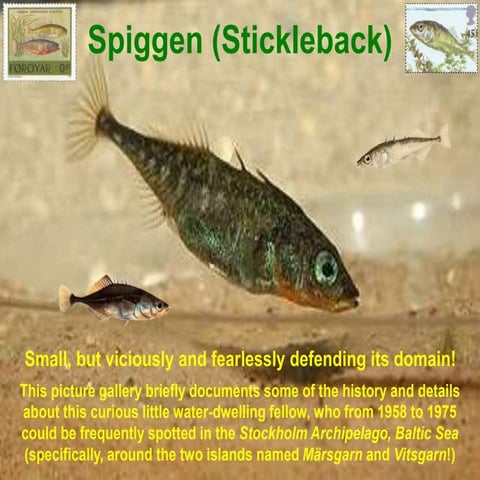 HMS Stickleback: Swedish Navy Special Forces | PPSX