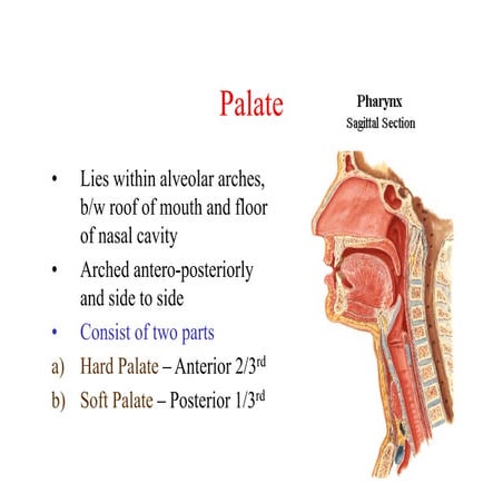 Hard and soft palate | PPTX