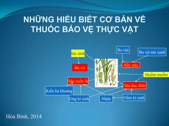 Phan Loai Thuc Vat | PPT