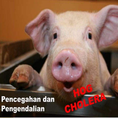 Hog cholera | PPTX