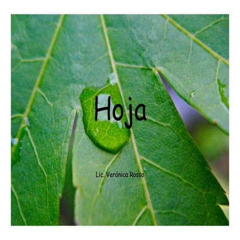 Hoja (Prof. Verónica Rosso) | PDF