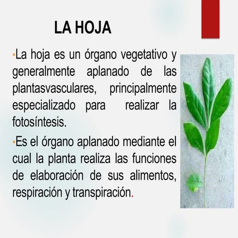 La hoja: Definición, partes y tipos | PPTX