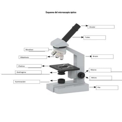 Hoja De Trabajo Sobre Las Partes Del Microscopio