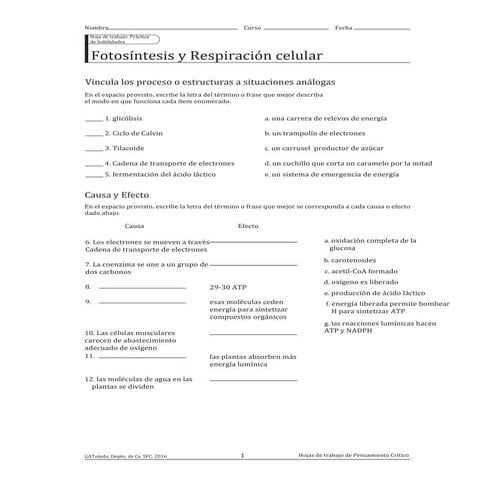 Hoja De Trabajo De Respiración Y Fotosíntesis Diagrama Que Muestra