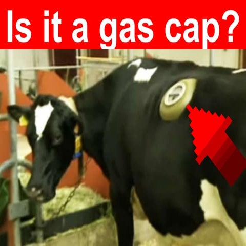 the worries of the fistulated cows (cannulated cows). | PPTX ...