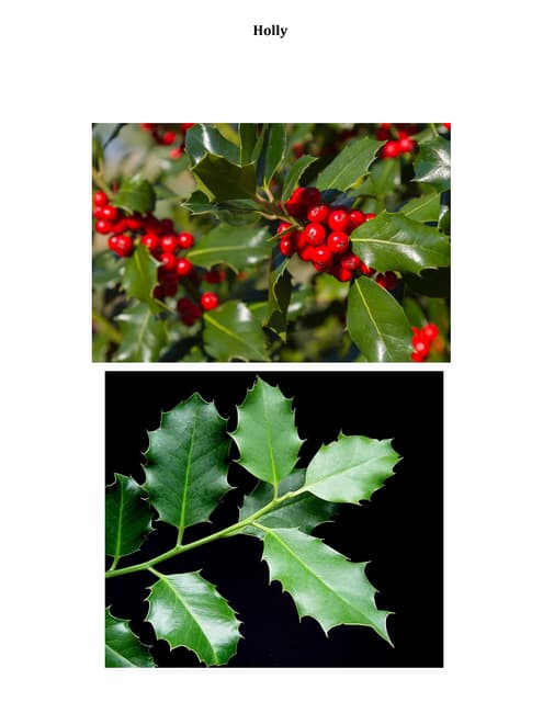 Herb Layer Medicinal Plants.pdf