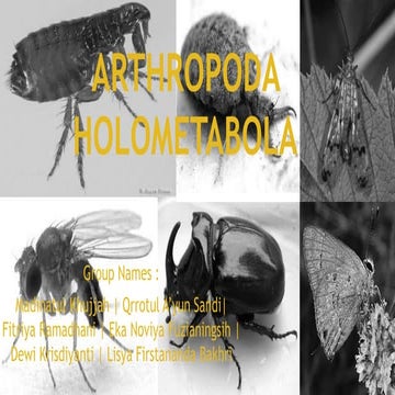 Holometabola | PPTX