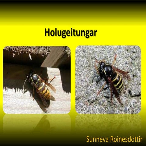 Holugeitungar | PPTX