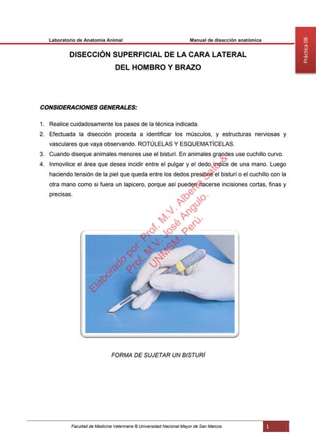 Disección de una rana | PPT