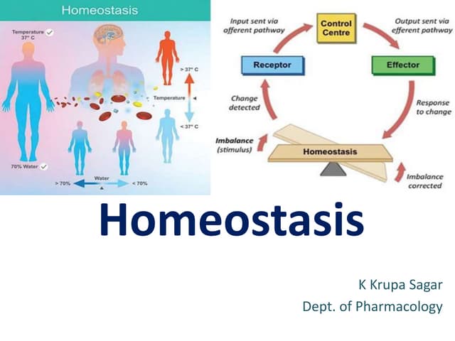Homeostasis | PPT