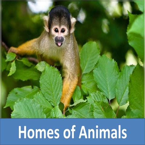 Homes of Animals | PPTX