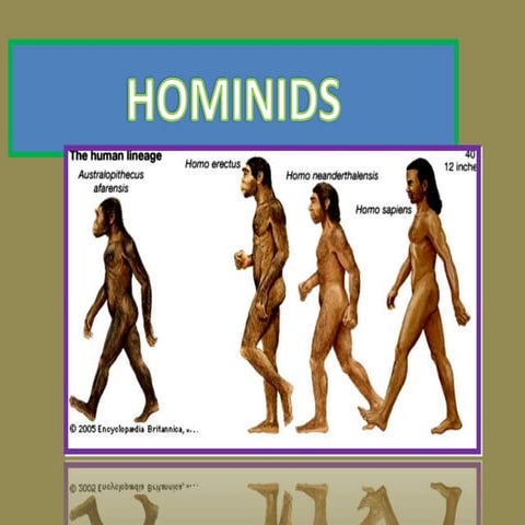 Hominids | PPTX