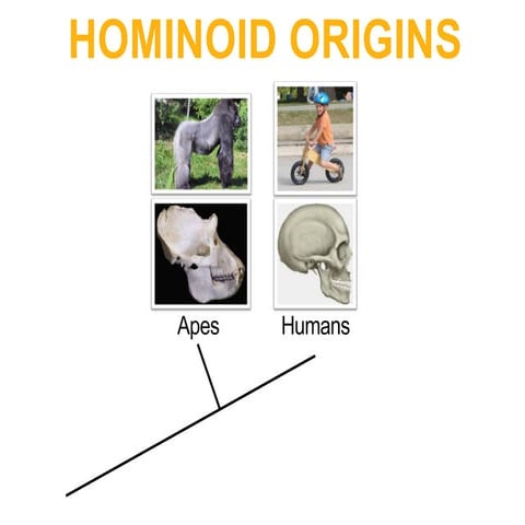 ASU Hominoid Origins Part one Slide Shows | PPT