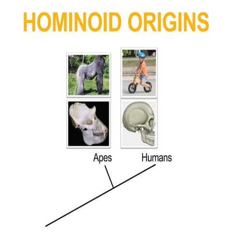 ASU Hominoid Origins Part two Slide Shows | PDF