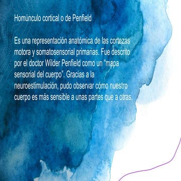 Homúnculo cortical o de Penfield. corteza motora y somatosensorial.pptx