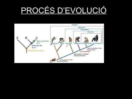 Evolució (Blog CMC) | PDF