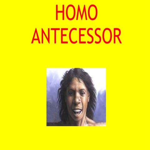 Homo antecessor | PPT