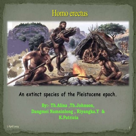 Homo erectus( the upright man), Manipur university | PPTX